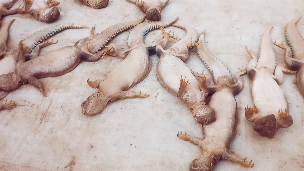 Asian water monitor lizards |How to capture so many monitors?#viral ...