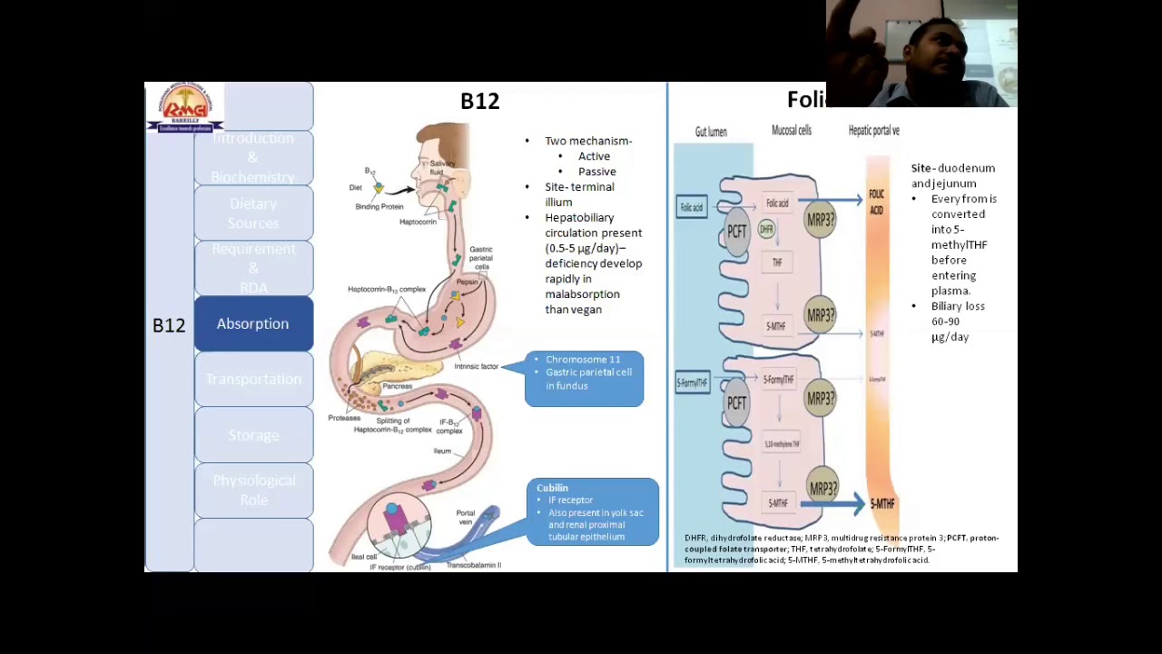 Vit. B12 and Folic acid (Part 5/9) - Absorption of Folic Acid : Dr ...