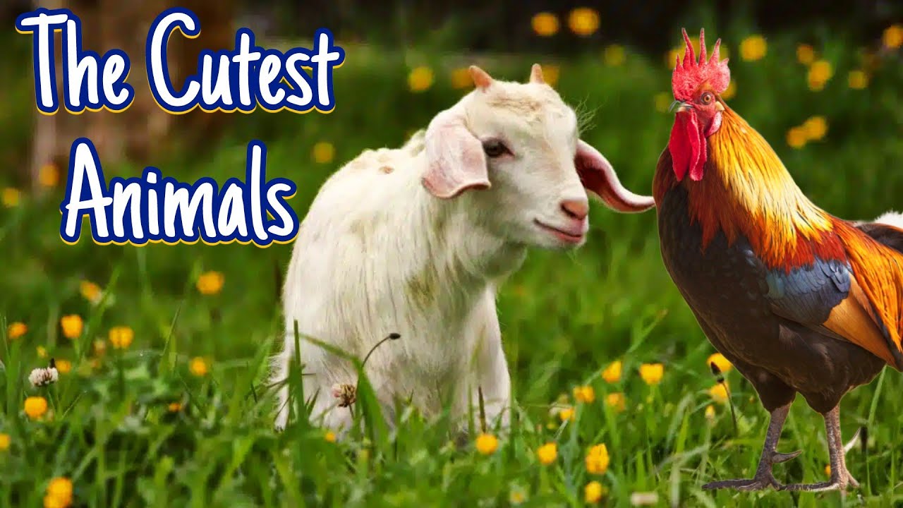 The Cute Animals In The Village : Animals Life - Animals Sound - YouTube