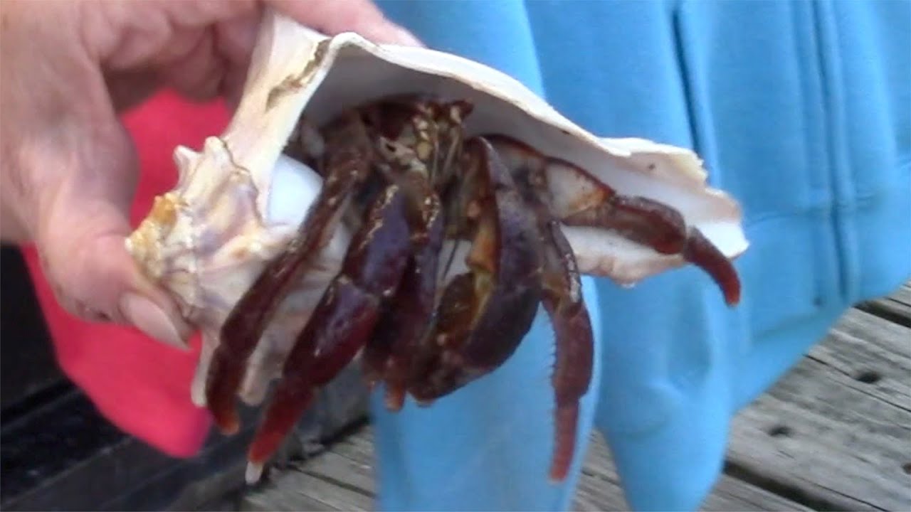 Giant Hermit Crab Coconut Crab Wikipedia