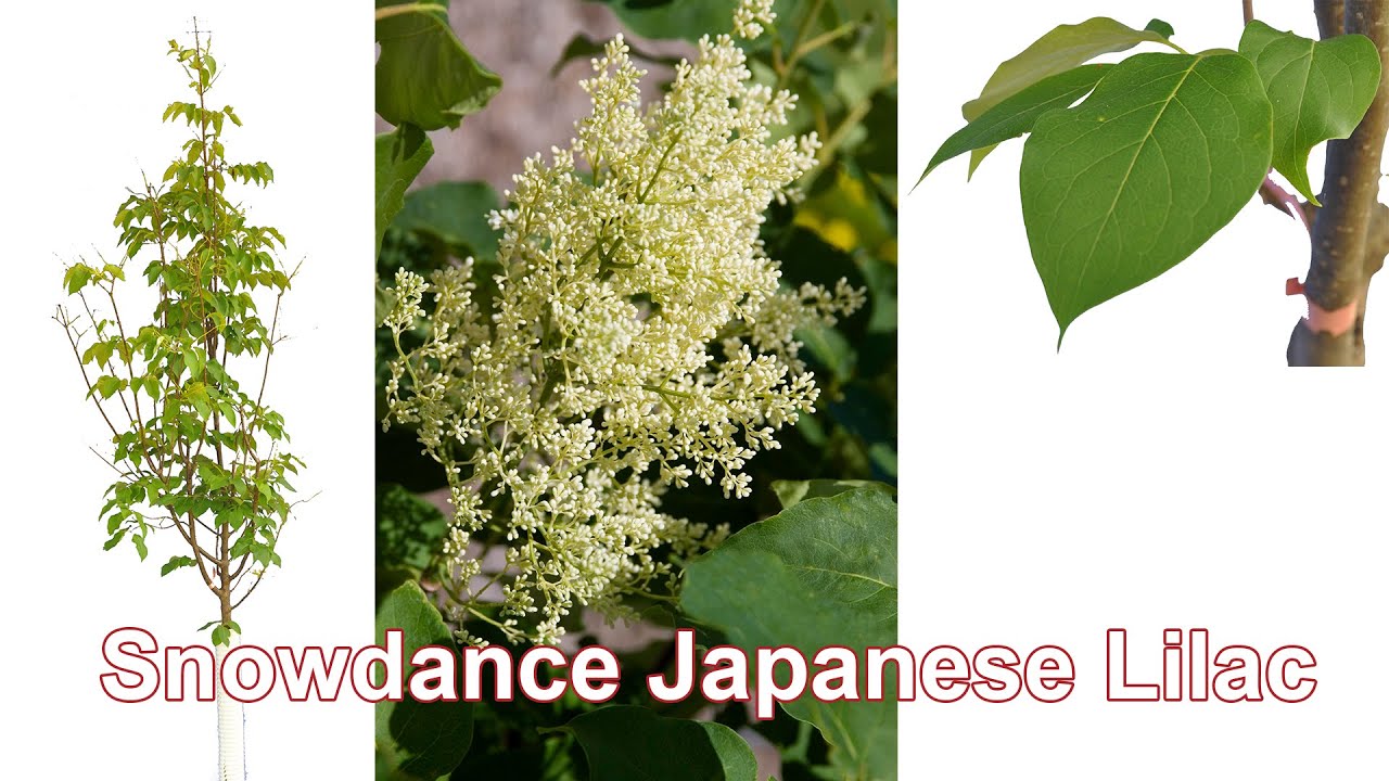 Snowdance Japanese Lilac - YouTube