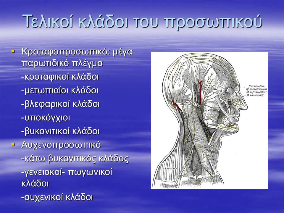 Οι εγκεφαλικές συζυγίες - YouTube