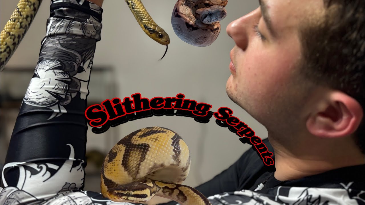 My snakes are HUNGRY!!! - YouTube