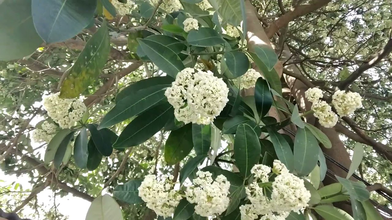 BAU BUNGA YANG VIRAL DI GORONTALO - YouTube