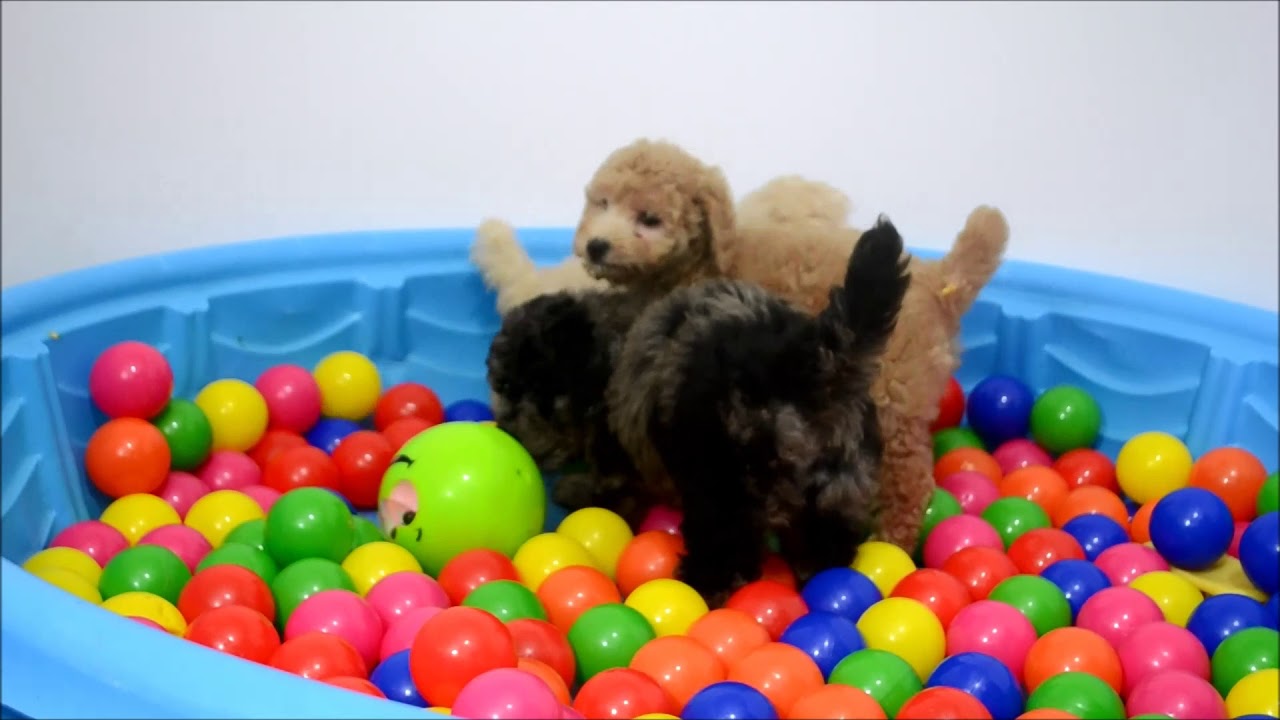 Maxine's Miniature Poodles at play in ball pool, www.doodlessanctuary ...