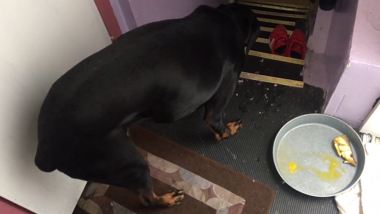 Feeding Raw Fish To Your Pooch BARF Diet - YouTube