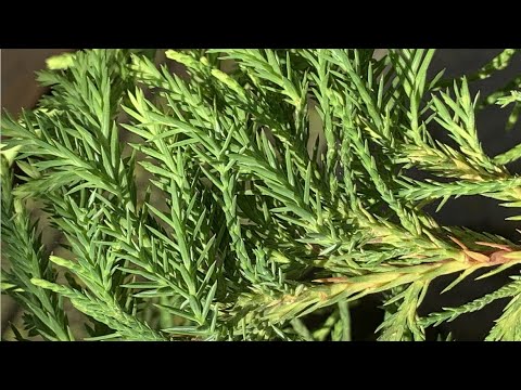 Super Rare Cedar Tree Unboxing | Plants - YouTube