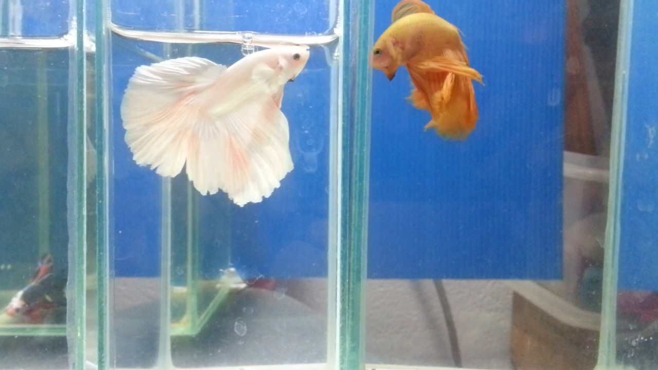Betta Over Halfmoon Super White & Betta Halfmoon Yellow - YouTube