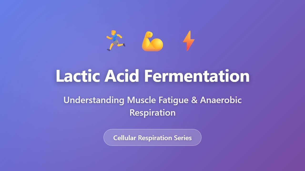 Lactic Acid Fermentation Explained: Muscle Fatigue & Anaerobic ...