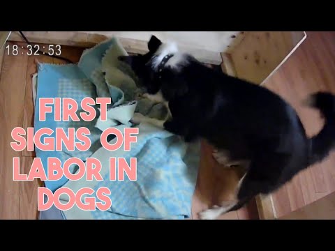 First Signs of Labor in a Dog - YouTube