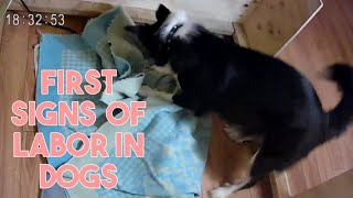 What Are The First Signs Of Whelping