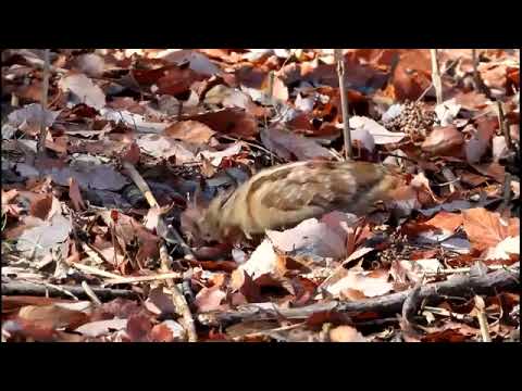 HD film izler gibi izler avcı dostlar #hunting #status #avcılık #dog #viral #video