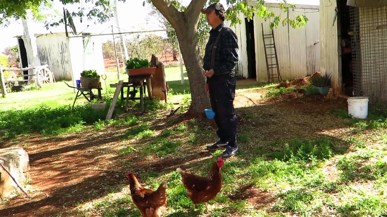 20140830 Chooks feeding time - YouTube