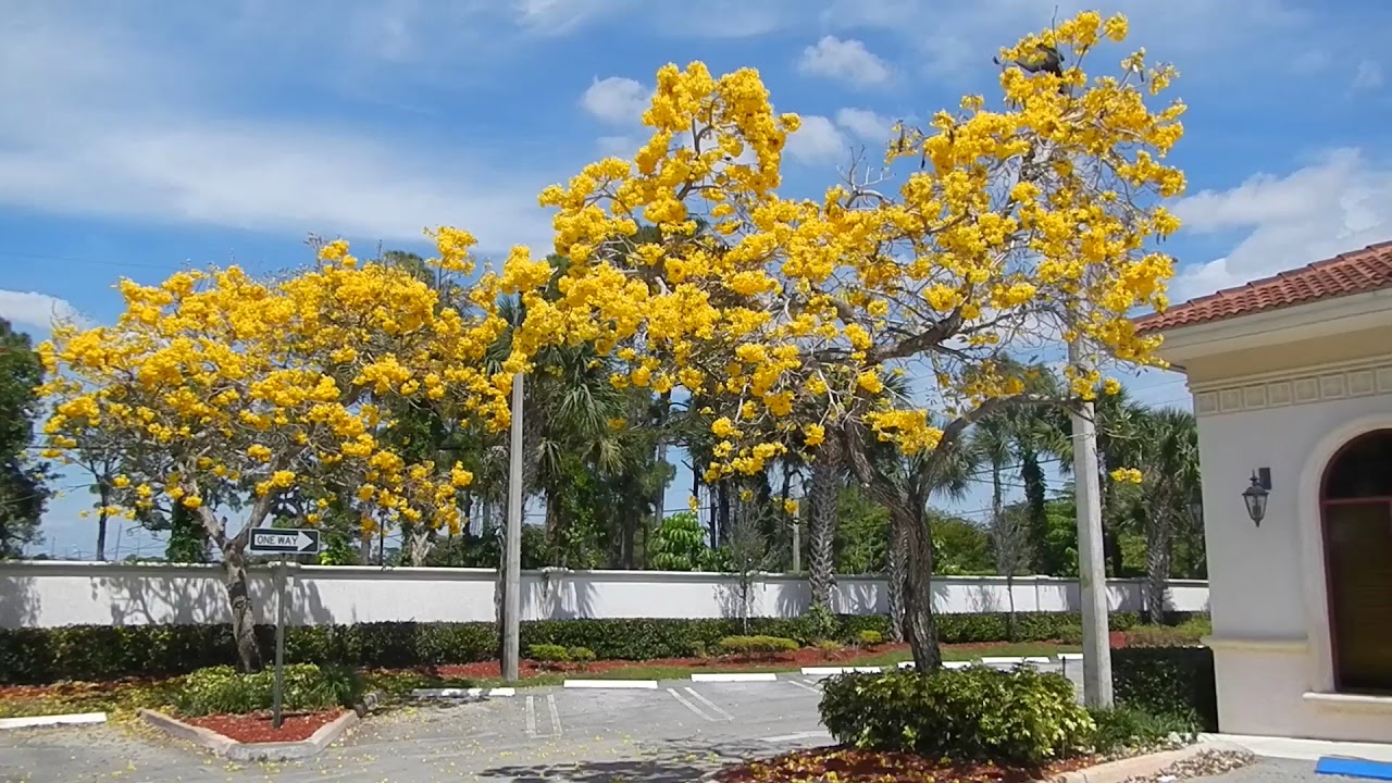 Tabebuia Tree - Blooming Yellow Flowers - Lake Worth, FL - YouTube