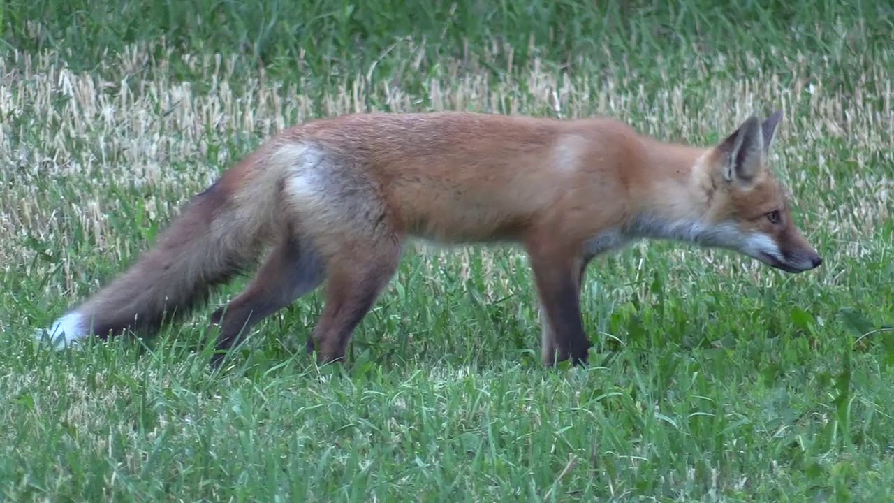 Foxes in Niwot, Colorado - June 18, 2020 - YouTube