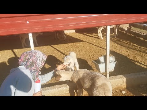 Üvey evlat Garip Kuzucuk büyüyor.(Maşallah)