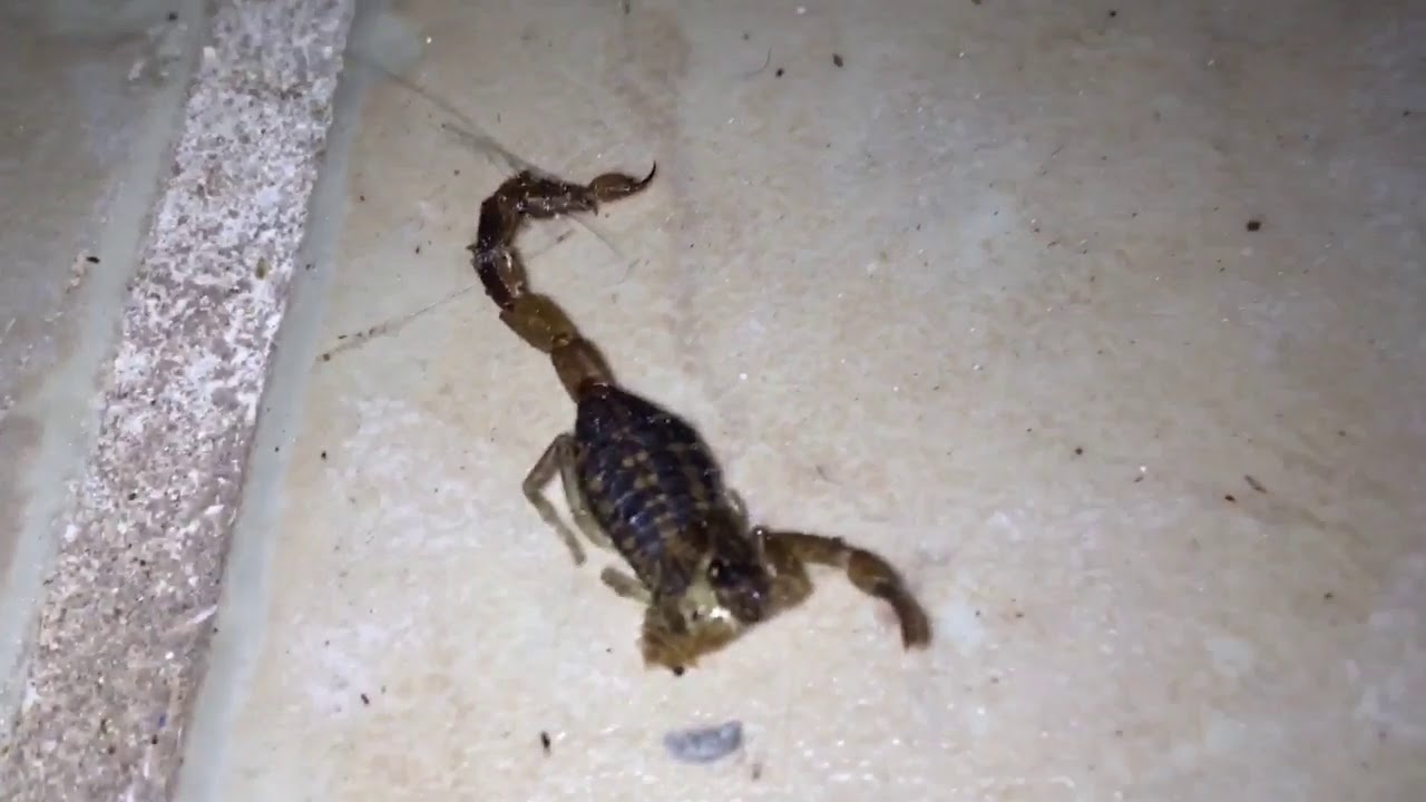 Sonic gamer scorpion pine tree🦂 insect - YouTube