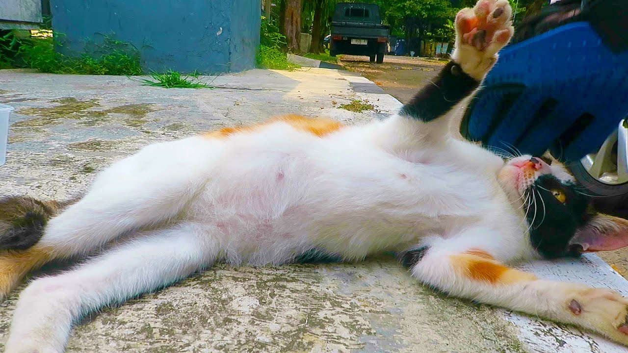 Stray Cat Collapses in relief & happiness after being fed by a human 😻💆 ...