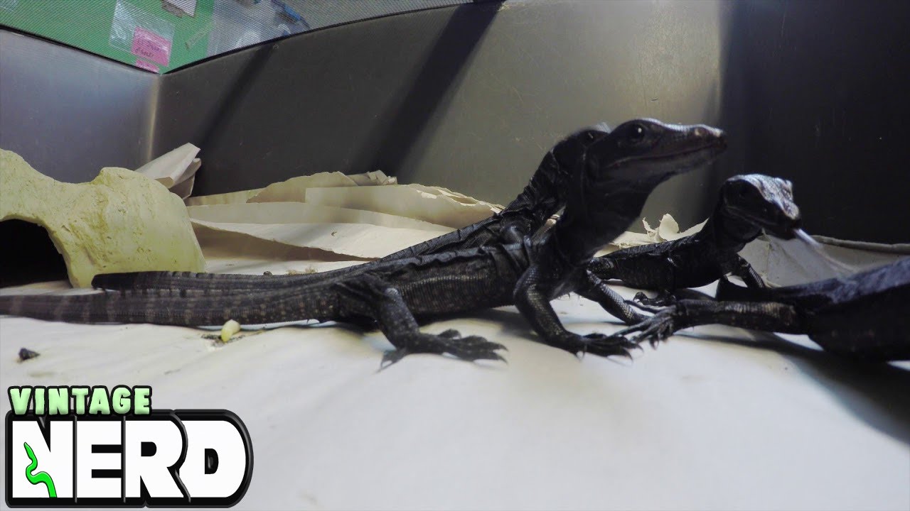 Baby Black Dragon Feeding Frenzy! - YouTube