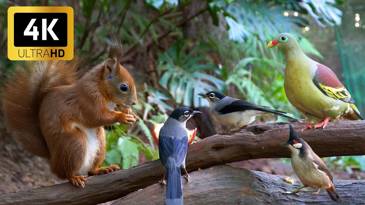 Squirrels & Birds Up-Close 🐿️ Nature Fun for Cats and Dogs to Watch ...