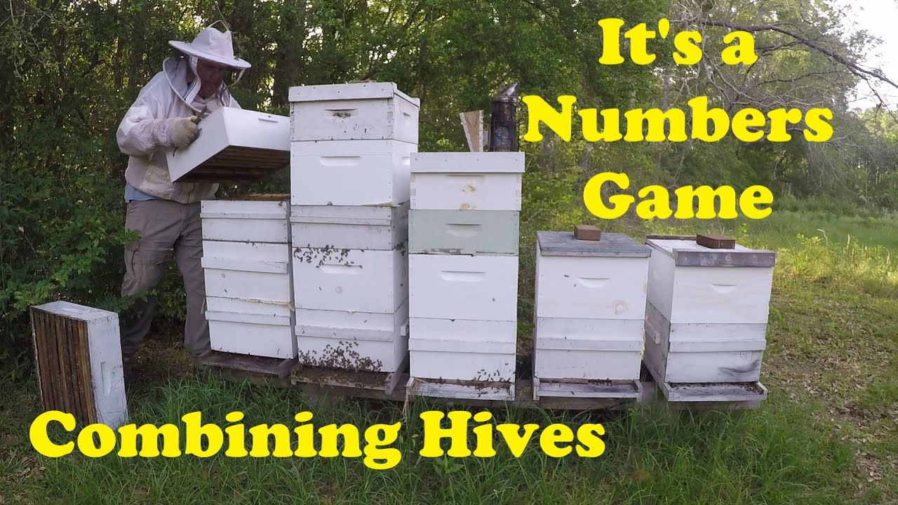 Bee Hives Need Bees for Honey | A NUC Hive Ready - YouTube