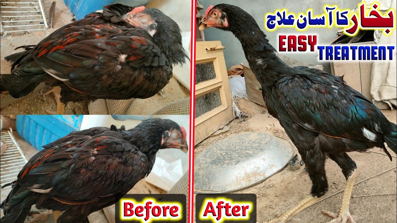 Aseel Ke Bukhar Ka Ilaj - Garmiyon Mein Bukhar Ka Ilaj - Aseel Murga Treatment By HC Aseels ...