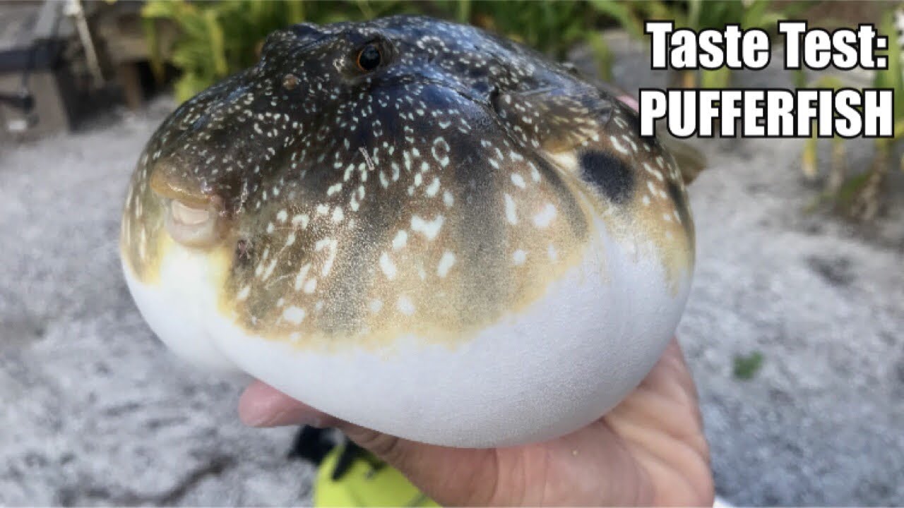 The 'Deadliest' Catch & Cook: PUFFERFISH!!! (FUGU) - YouTube