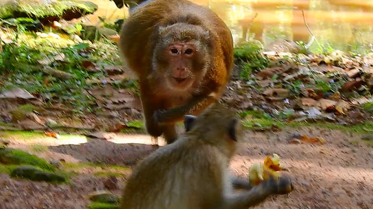 GOD.. Strong Looking Daisy Monkey Run Silent Attackin-g Other While ...