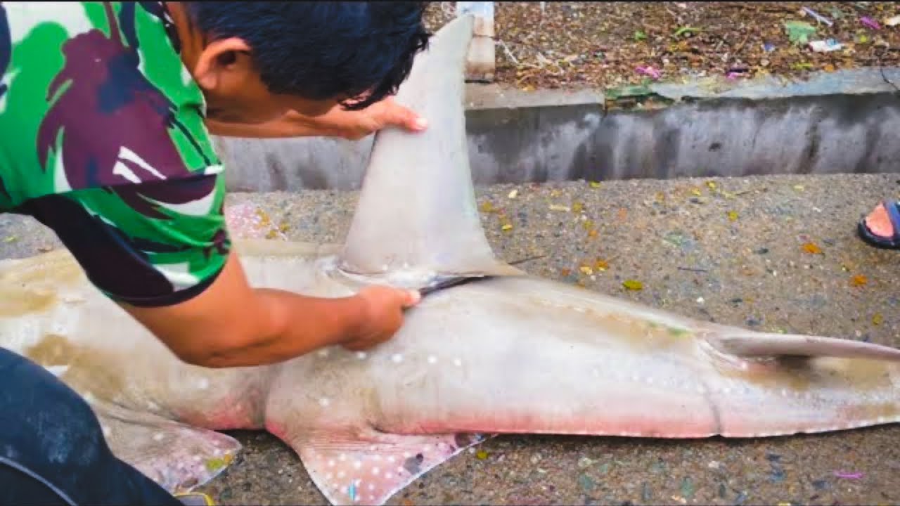 MONSTER SHARK FISH CUTTING🔥FISH CUTTING SKILLS,FISH CUTTING VIDEOS ...