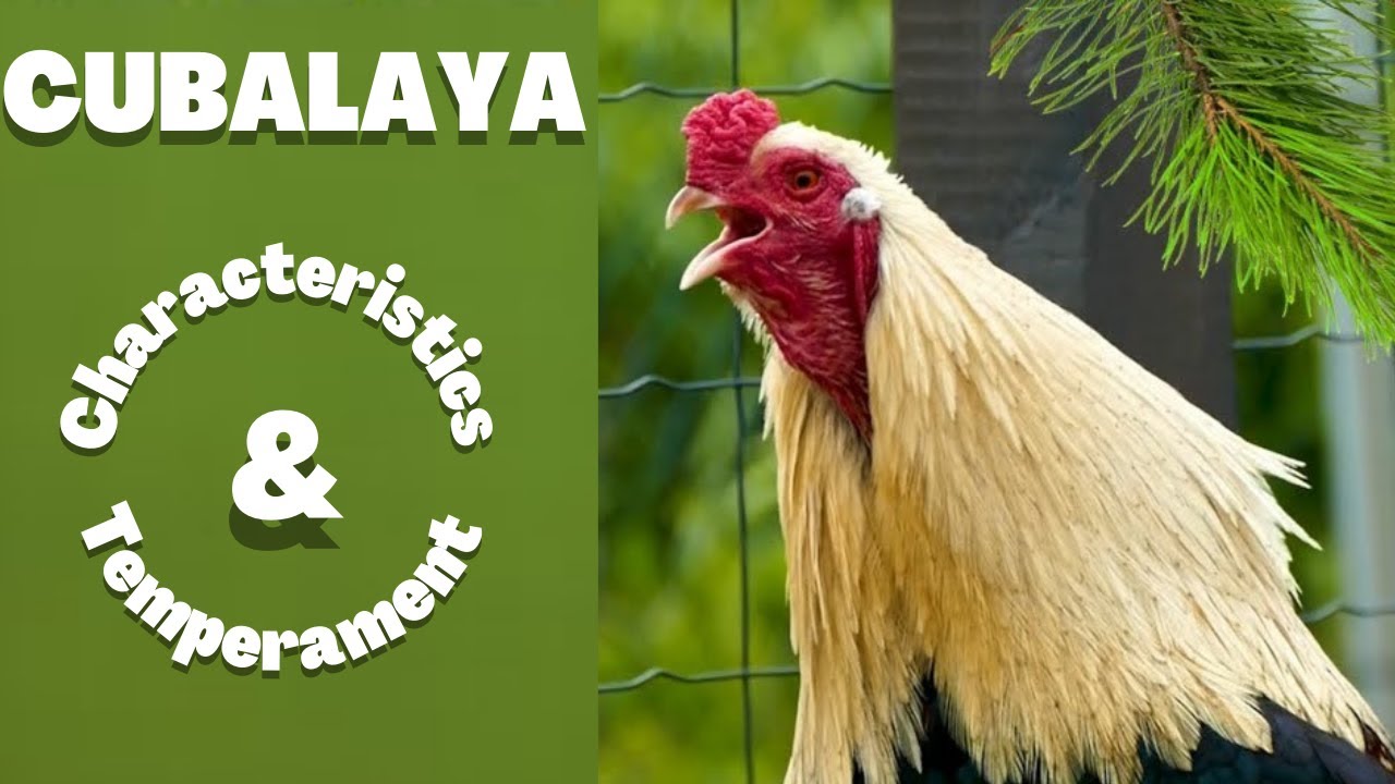 Cubalaya Chicken Characteristics and Temperament - YouTube