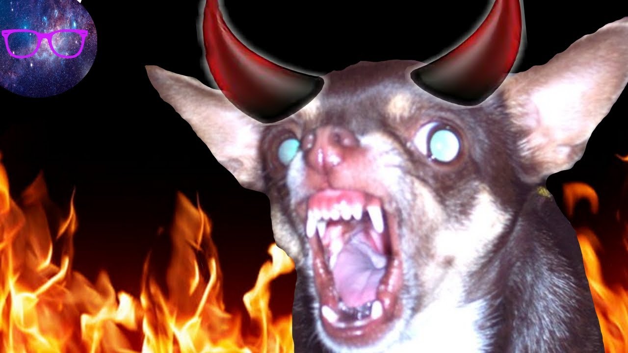 "Dog Breed Deformities" by Sam O'Nella Academy Reaction! - YouTube