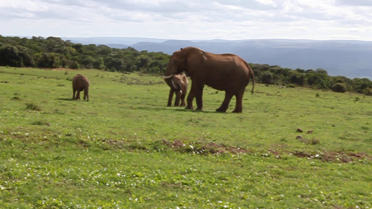 Elephant Bull at Addo Elephant Park - YouTube