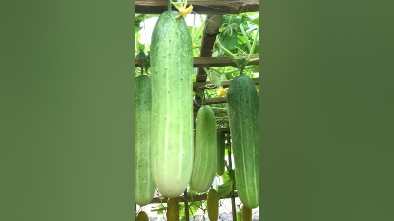 C - Cucumber - YouTube