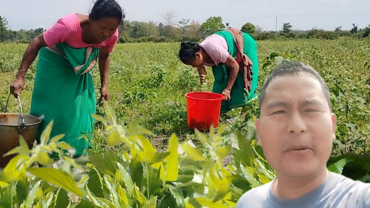 WE GROW ORGANIC VEGETABLES 100% HEALTHY//HARVESTING OF ORGANIC VEGETABLES FROM FARMING: ADA ...