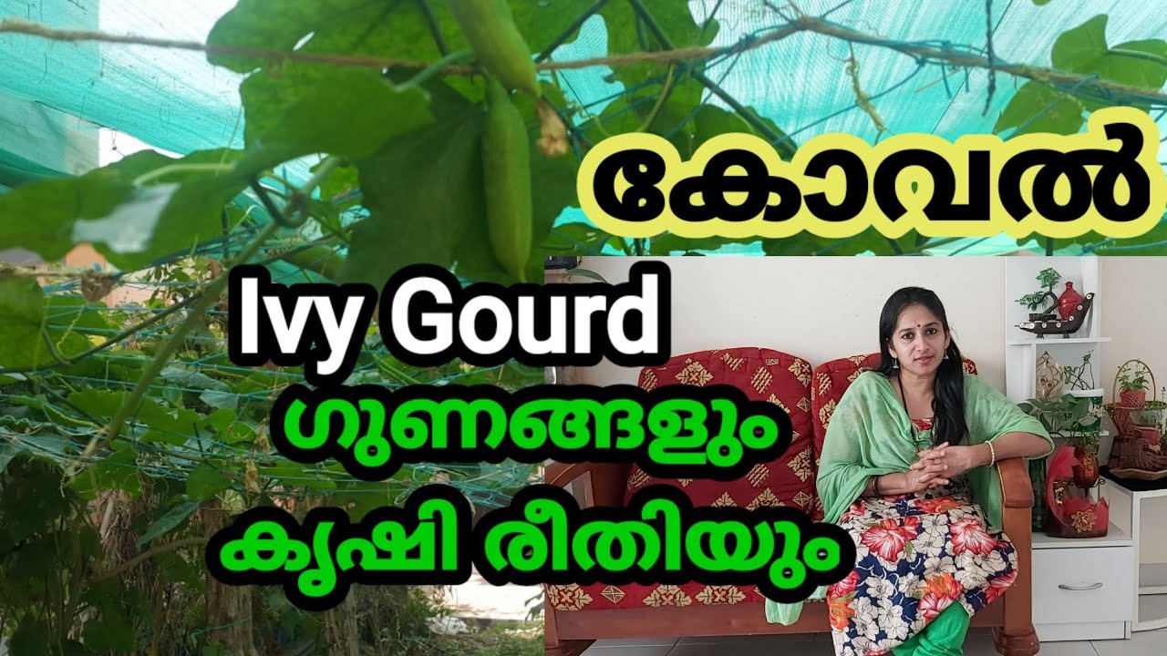 Ivy Gourd Farming Tips | Koval Krishi | Ivy Gourd Cultivation | Little ...