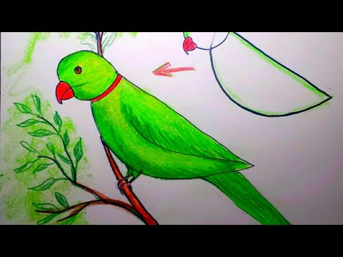 parrot drawing easy / how to draw parrot easy / tia pakhi aka - YouTube