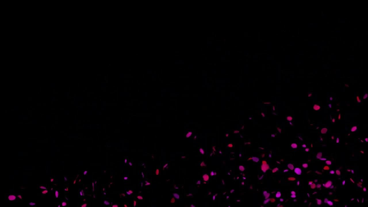 Confetti Explosion Animated 6 - Stock Animation - No Copyright ...
