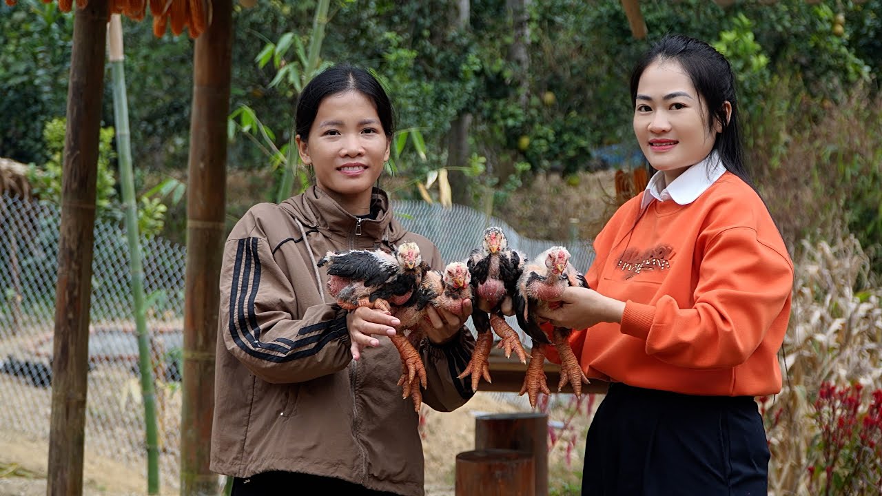 Priceless Gift: Kind Woman Gives Han Rare Chicken Breed That Changed ...