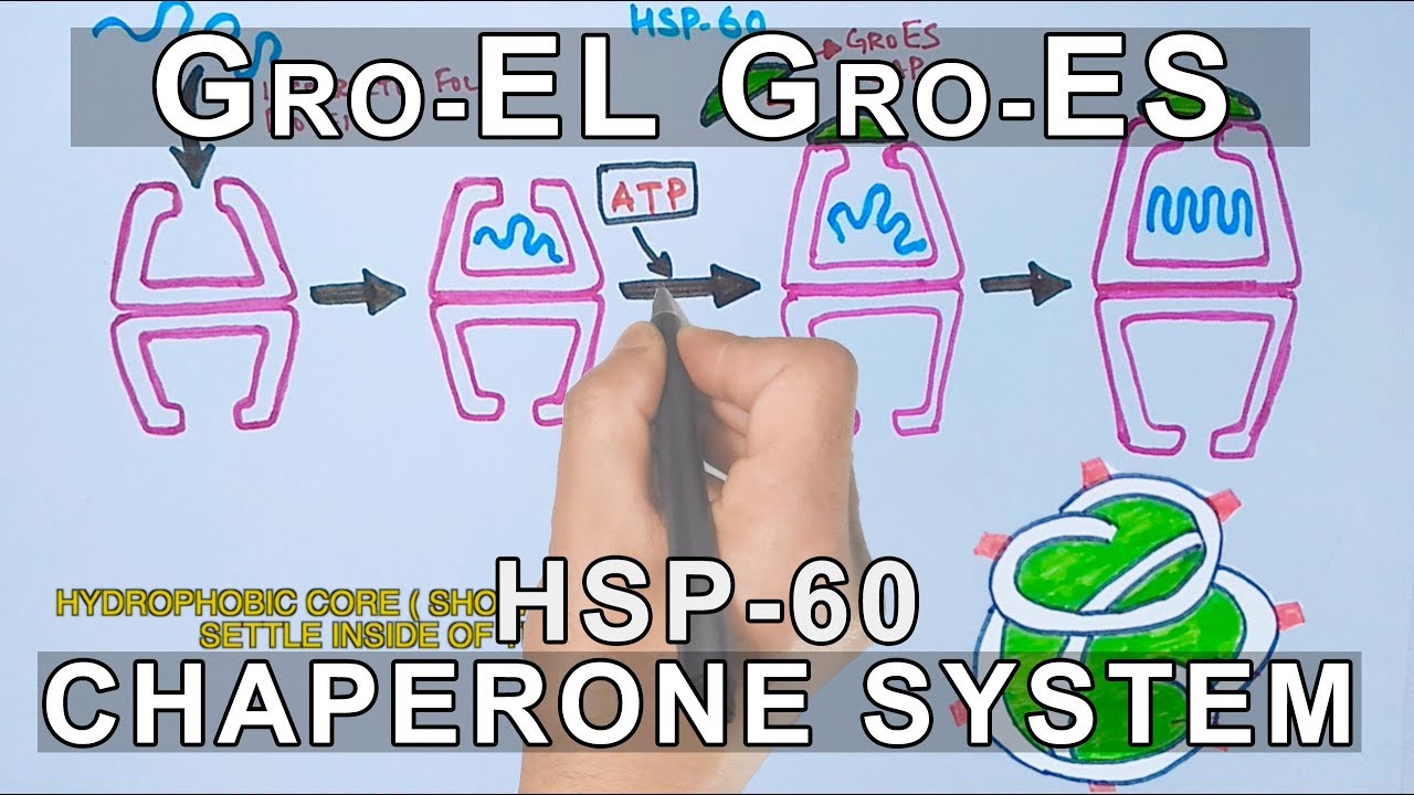 Mechanism of Chaperone Assisted Folding | Gro EL-ES System - YouTube