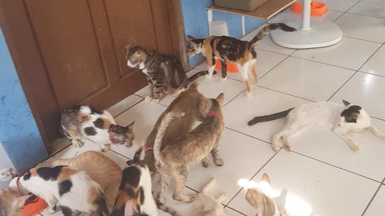 Shelter Kucing - YouTube