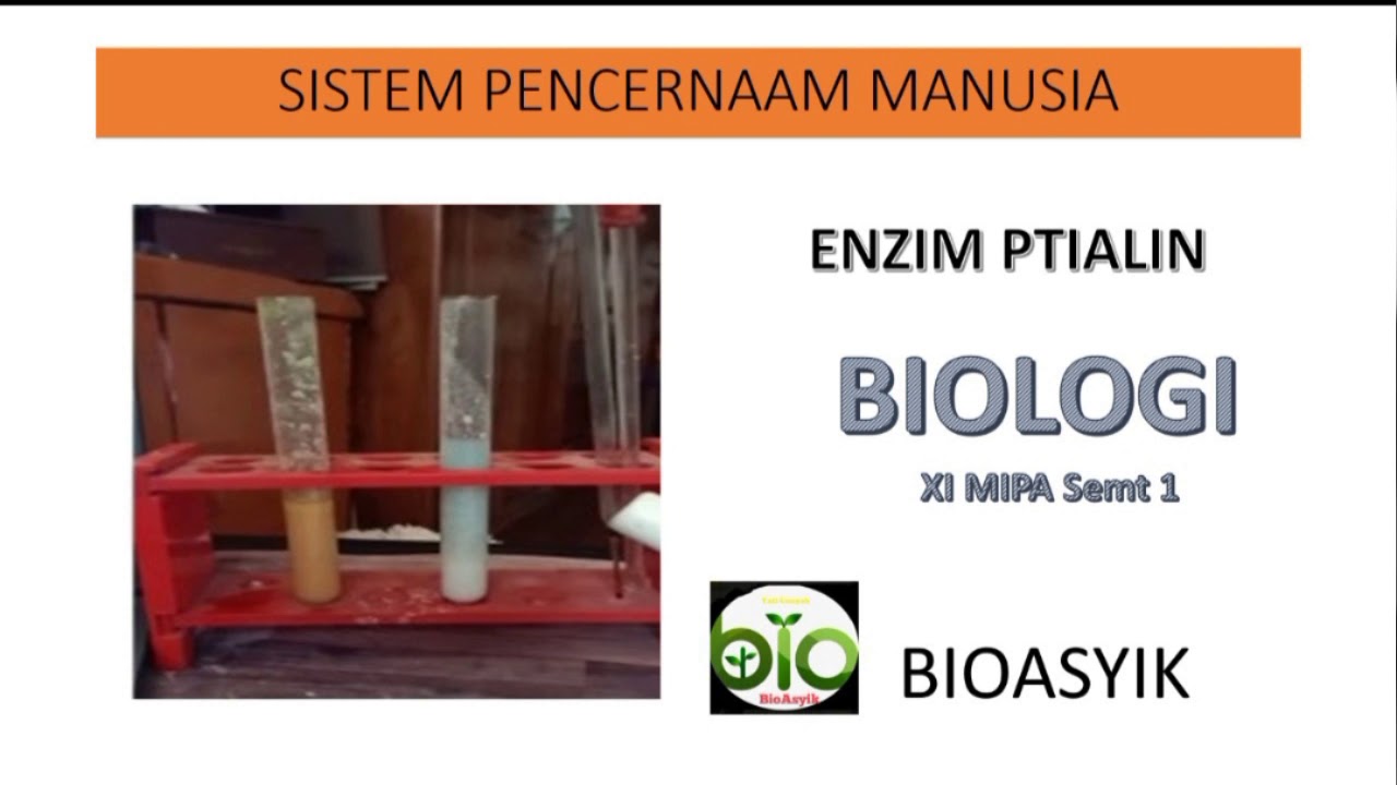 UJI ENZIM PTIALIN - YouTube