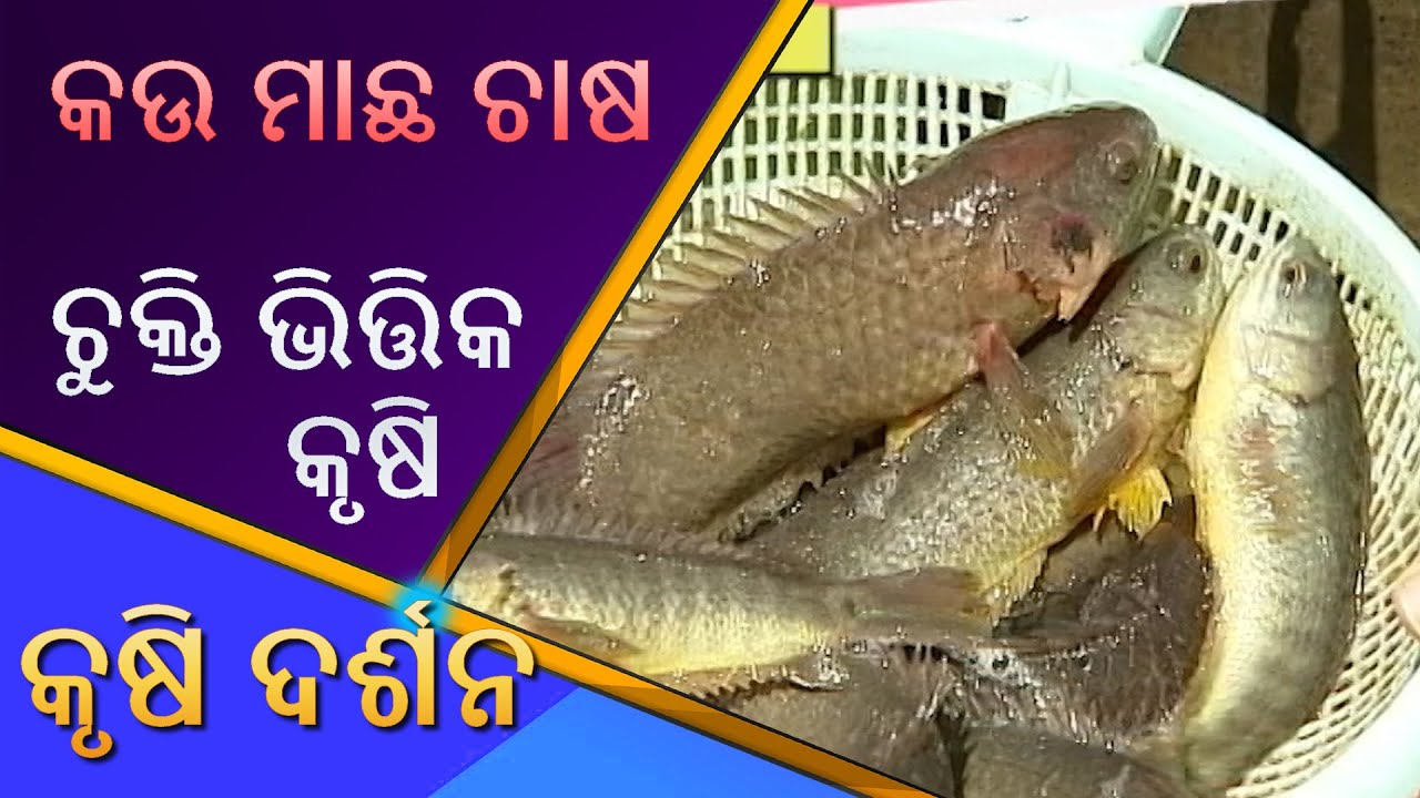 Kau macha chasa o Contract Farming // କଉ ମାଛ ଚାଷ, ଚୁକ୍ତି ଭିତ୍ତିକ କୃଷି ...