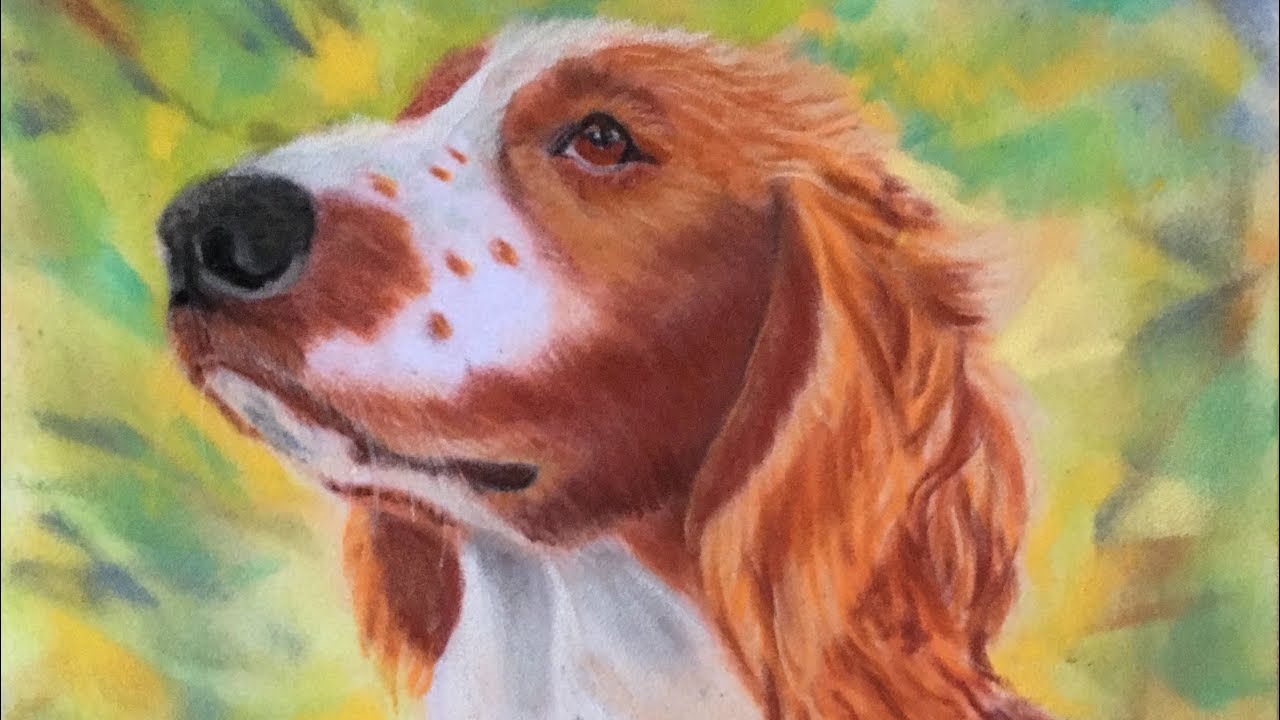 Pastel Painting full length in real time Welsh Springer Spaniel - YouTube