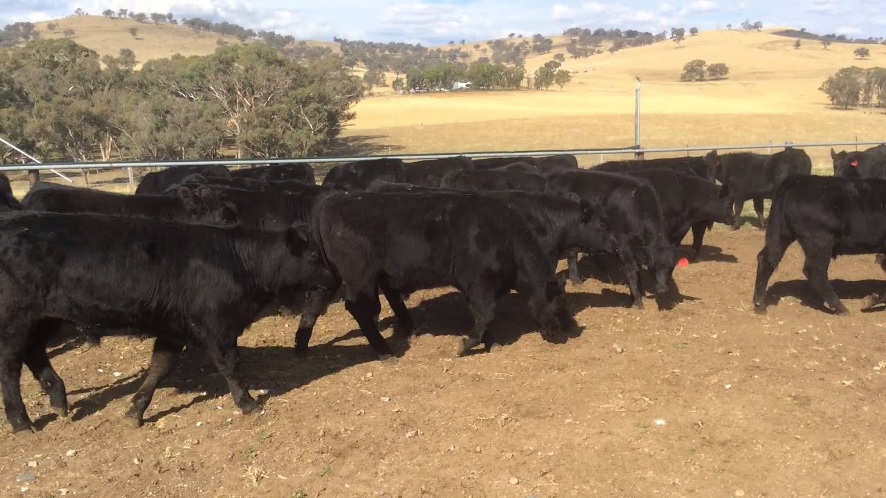 70 ANGUS STEER WEANERS A/C BRAEBURN GRAZING CO. - YouTube