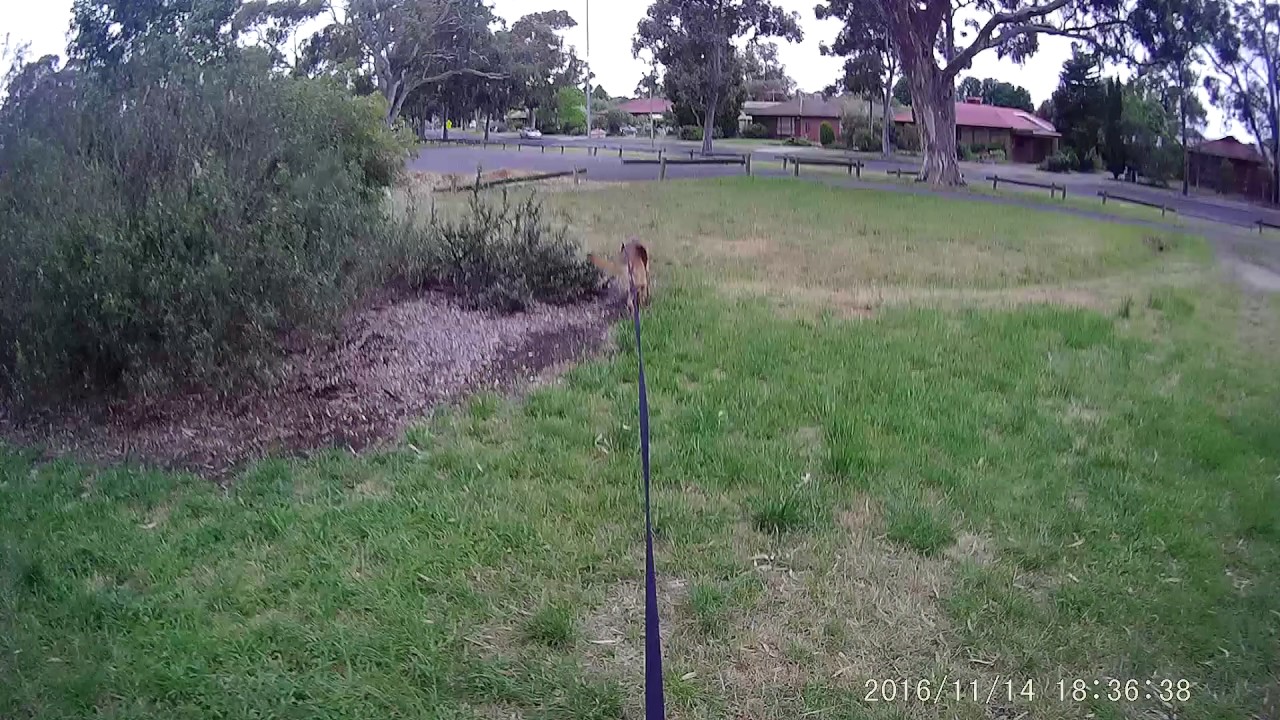 German Shepherd Tracking - Leni - 14/11/2016 #2 - YouTube