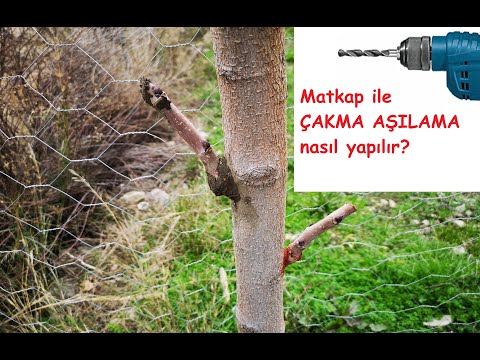 Çakma aşı nasıl yapılır? Matkap ile çakma aşılama yöntemi