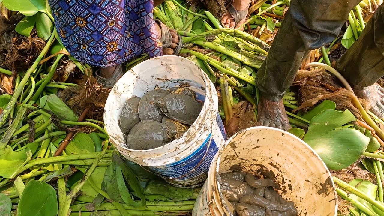 Catching Tortoise Video | Traditional boy Catching Tortoise | Village ...