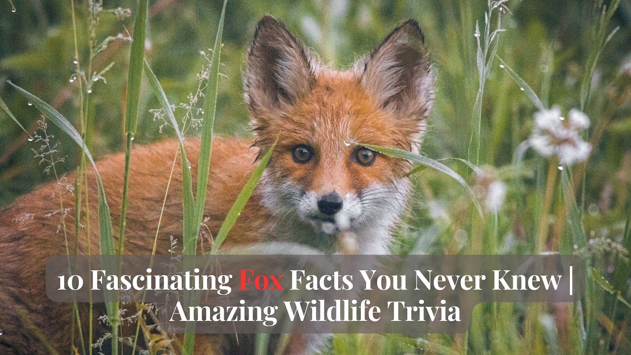10 Fascinating Fox Facts You Never Knew | Amazing Wildlife Trivia - YouTube
