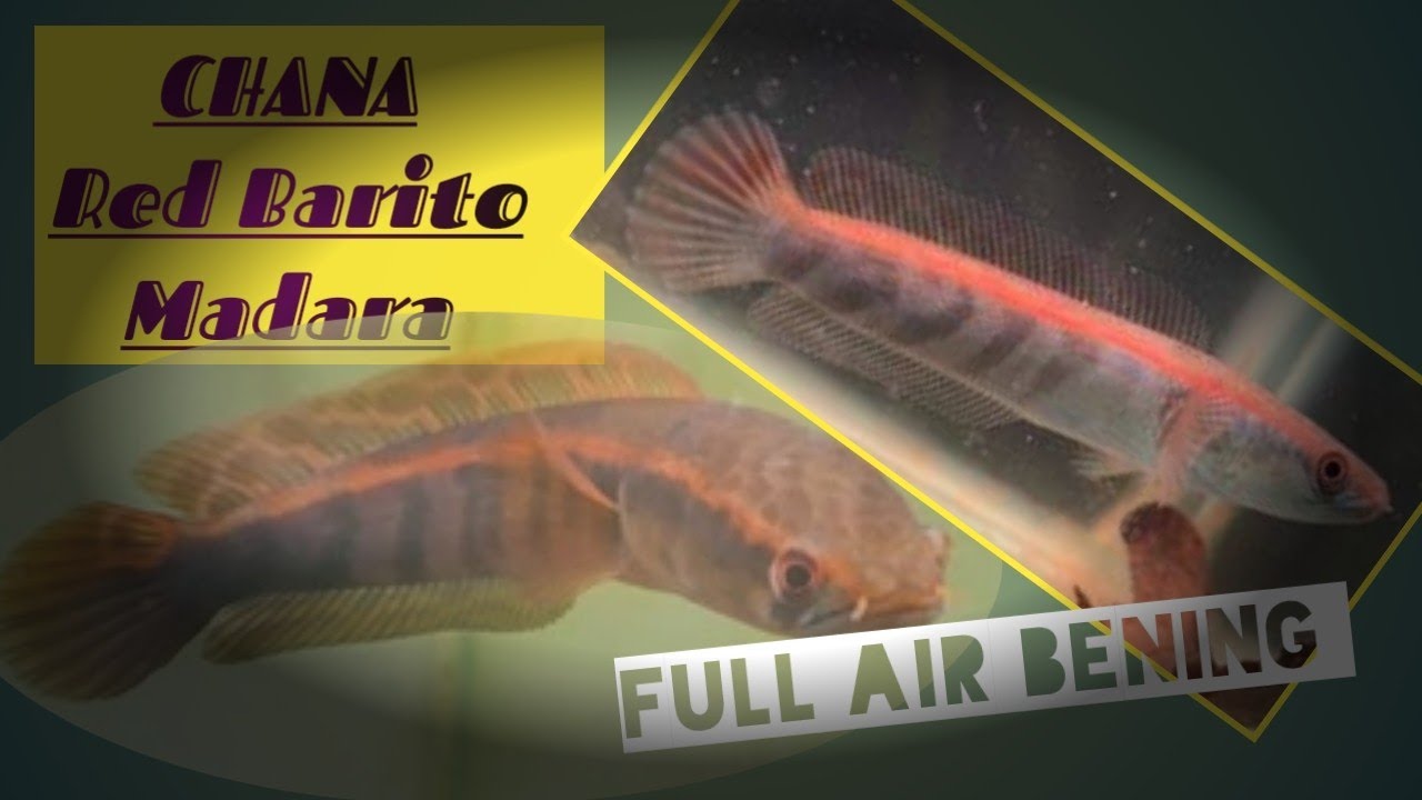 tretment chana red barito - YouTube