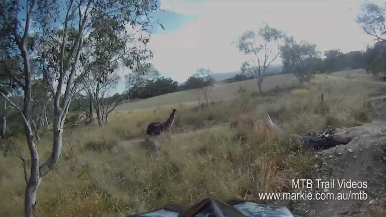 GoPro video of Mountain Bike Emu attack - YouTube